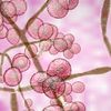 Hefepilz Candida auris – Die Symptome