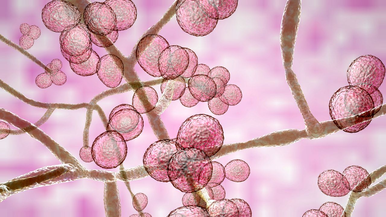 Candida albicans - Symptome und Therapie